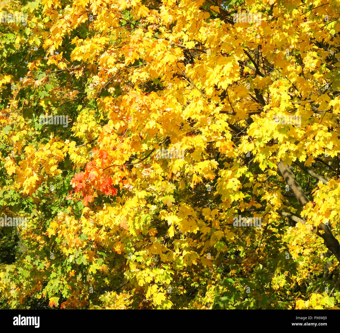 Bright and colorful autumn hi-res stock photography and images - Alamy