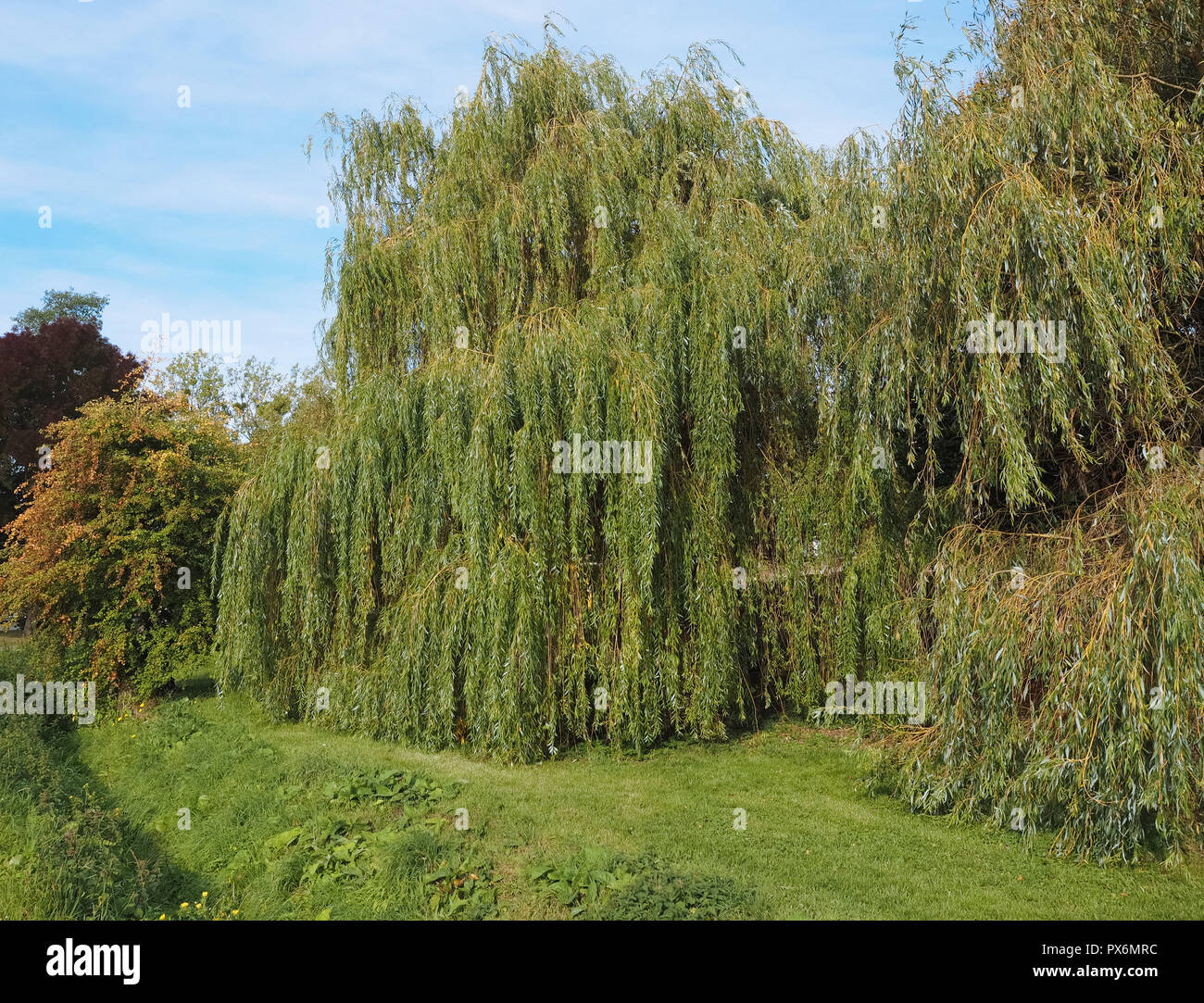 Weeping willow (Salix babylonica) aka Babylon willow tree Stock Photo - Alamy