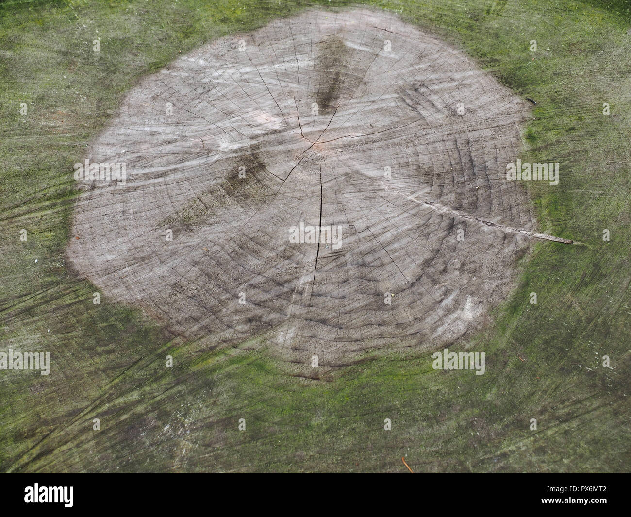 ancient tree cross section with visible annual growth rings Stock Photo ...