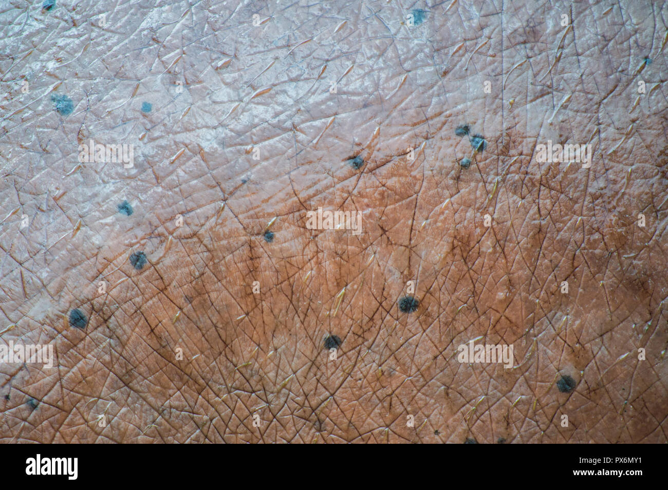 Chiang Mai, Thailand - July 1, 2018 : At Chiang Mai Zoo, hippopotamus ...