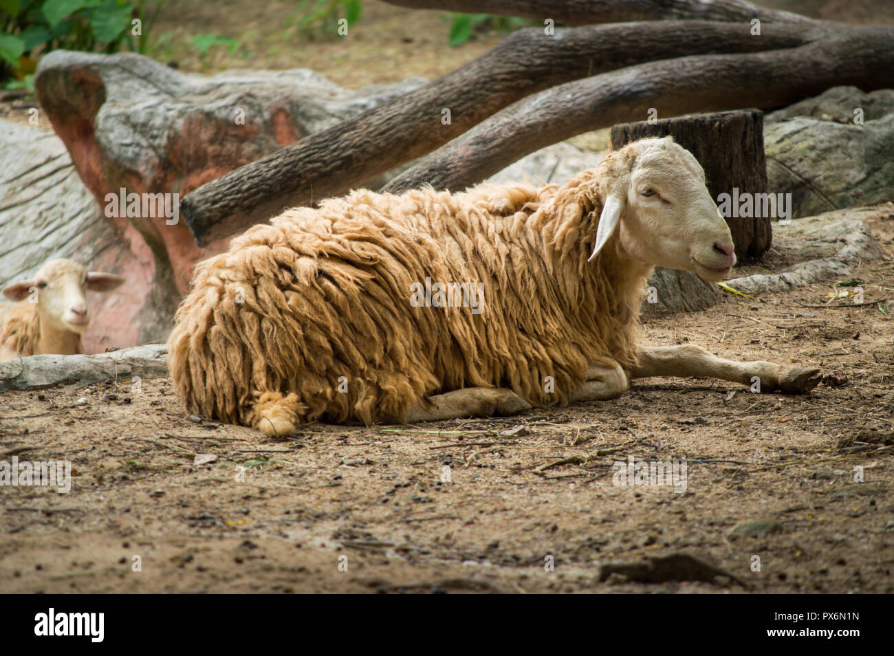 Chiang Mai, Thailand - July 1, 2018 : At Chiang Mai Zoo, Domestic sheep ...