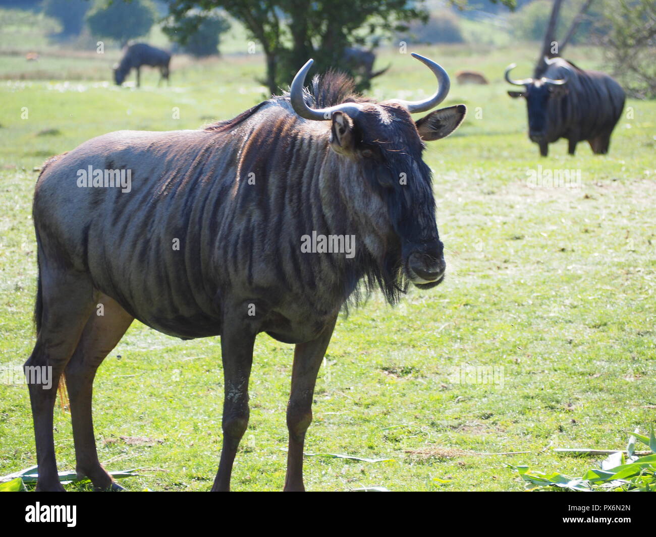 Wilderbeast hi-res stock photography and images - Alamy