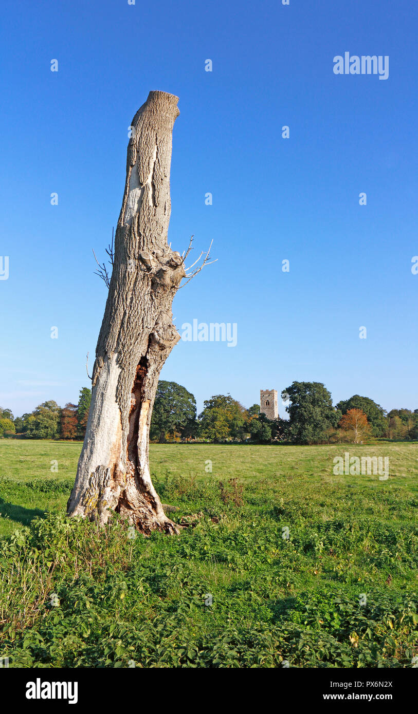 Wildlife tall tree stump hi-res stock photography and images - Alamy