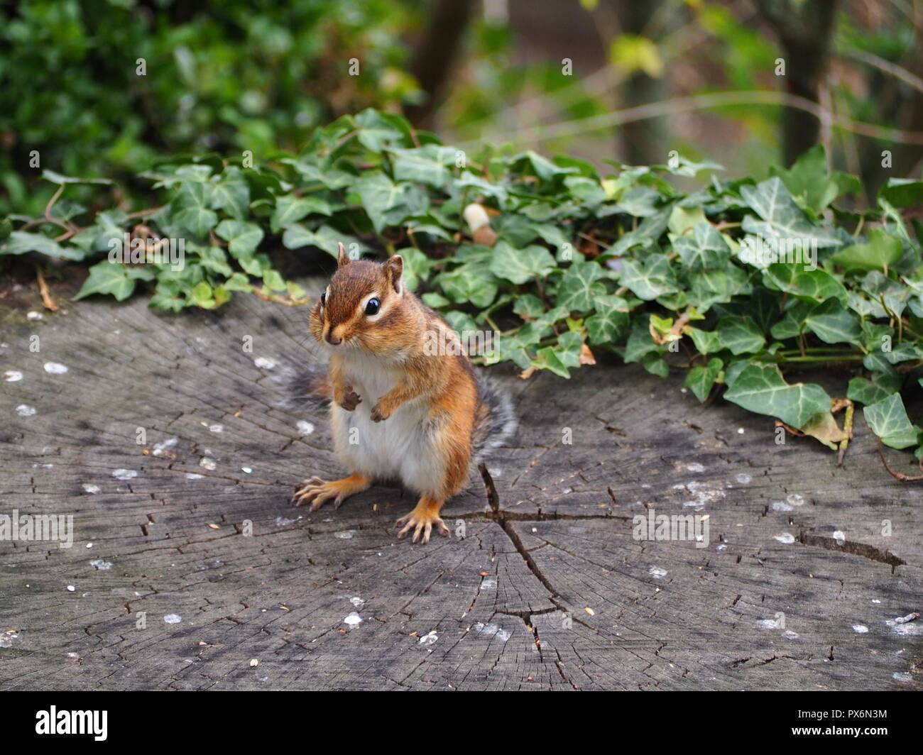 Chipmunk sitting on a tree stump Stock Photo - Alamy