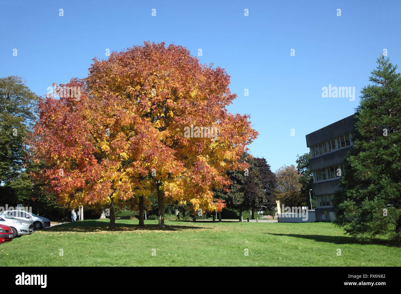 Three trees in Autumn colours in October at St Austell in Cornwall UK ...