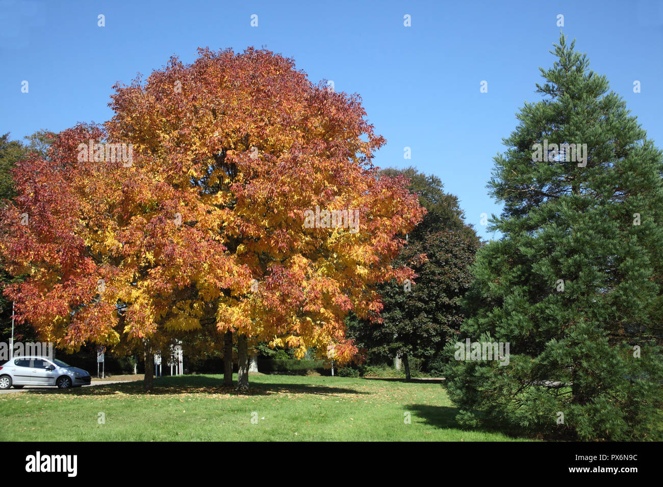 Three trees in Autumn colours in October at St Austell in Cornwall UK ...