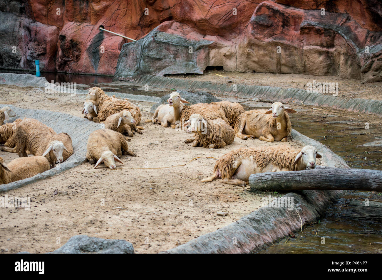 Chiang Mai, Thailand - July 1, 2018 : At Chiang Mai Zoo, Domestic sheep ...