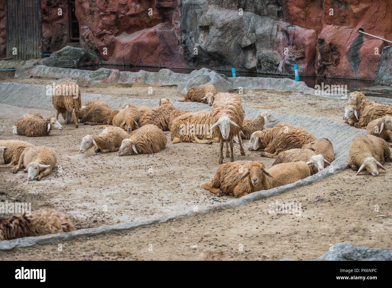Chiang Mai, Thailand - July 1, 2018 : At Chiang Mai Zoo, Domestic sheep ...