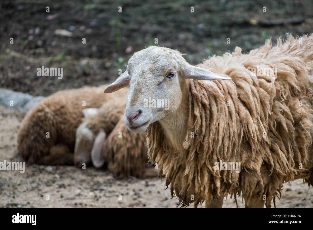 Chiang Mai, Thailand - July 1, 2018 : At Chiang Mai Zoo, Domestic sheep ...