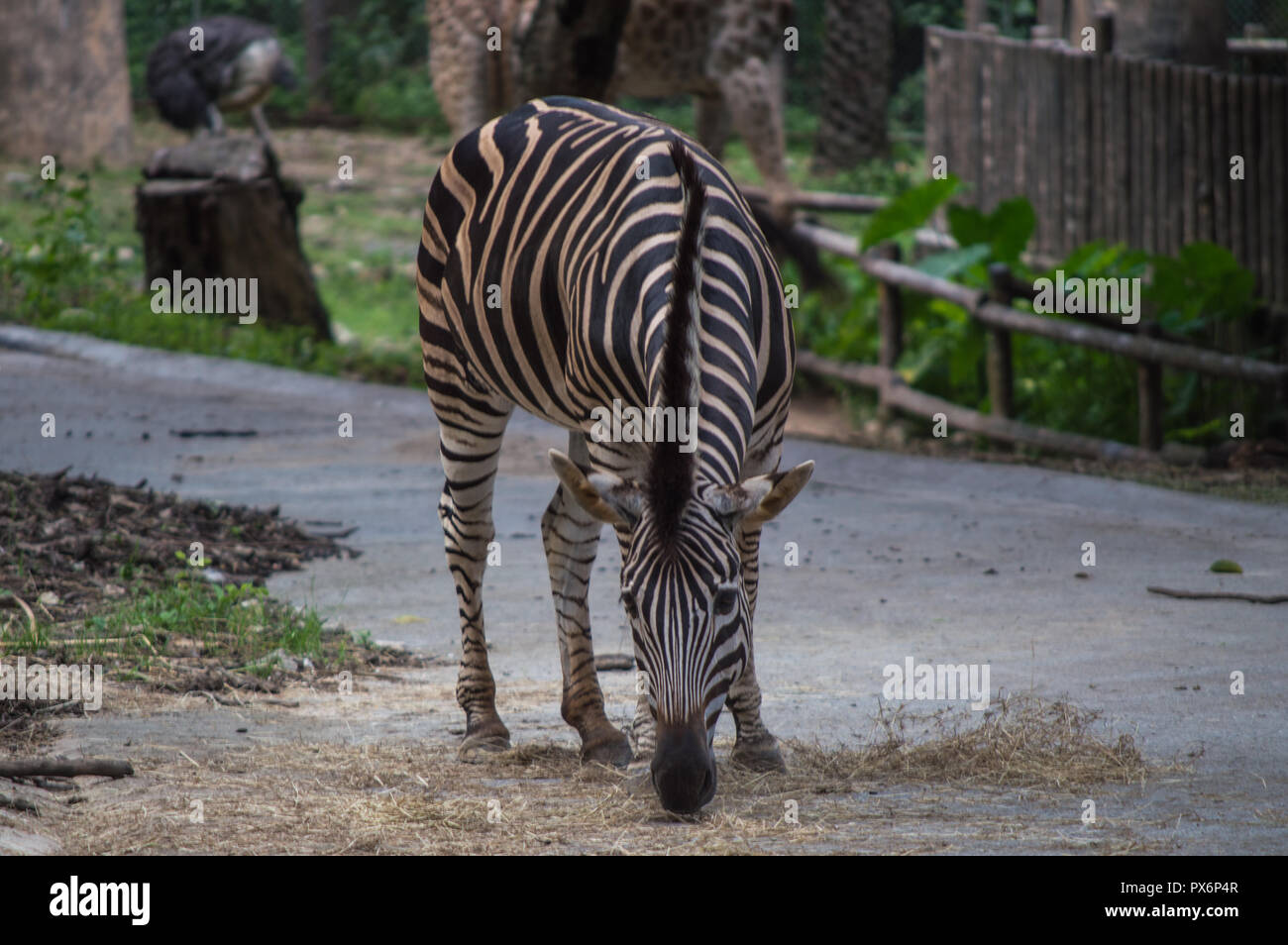 Chiang Mai, Thailand - July 1, 2018 : A zebra eating some food at ...