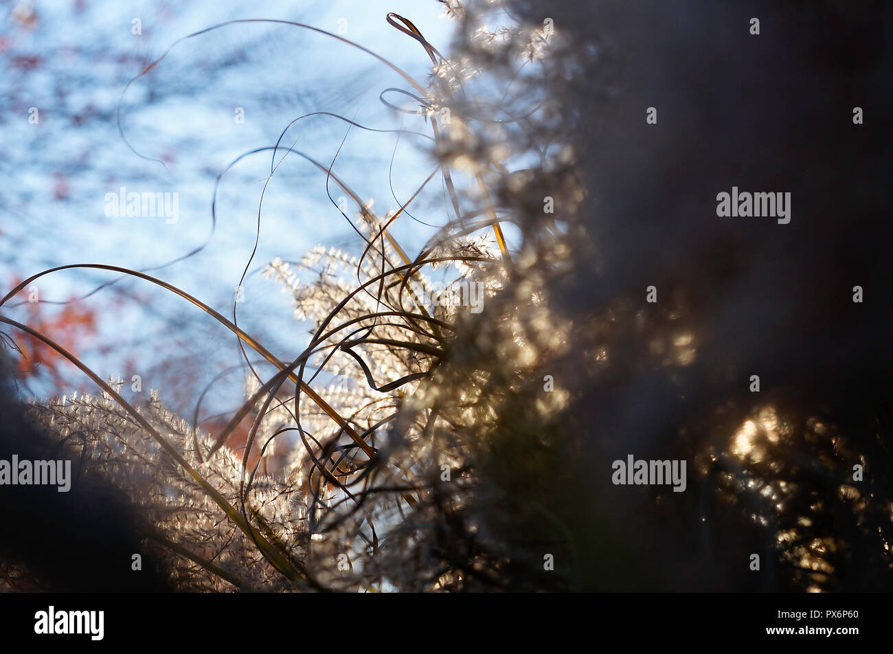 backlit fall grass Stock Photo - Alamy