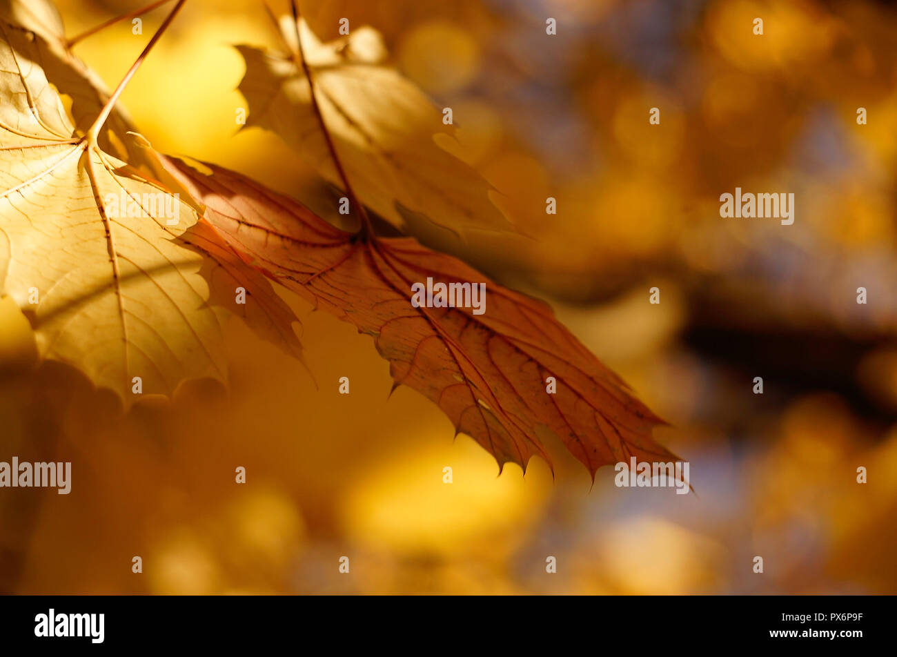 Maple fall leaf Stock Photo - Alamy