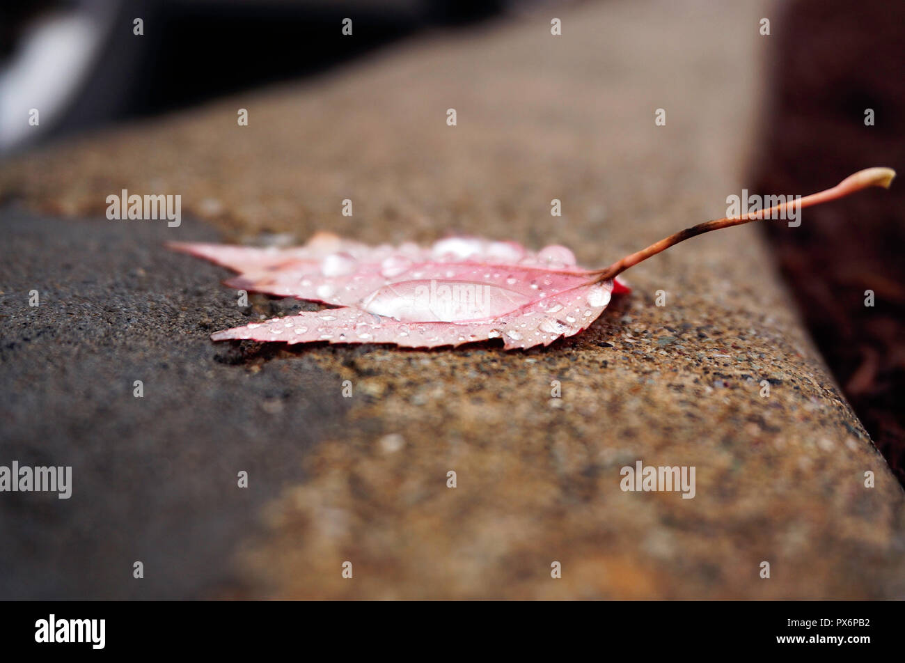 Single fallen maple leaf with rain droplets Stock Photo - Alamy