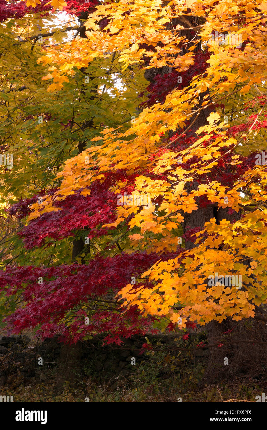 Various Colors Maples in Fall Stock Photo - Alamy