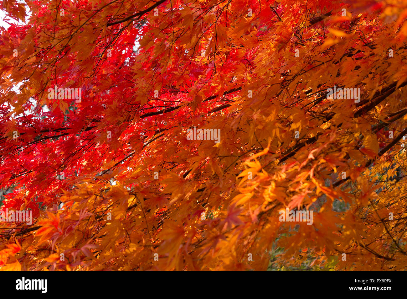 Japanese Maple Branches in Fall Stock Photo - Alamy