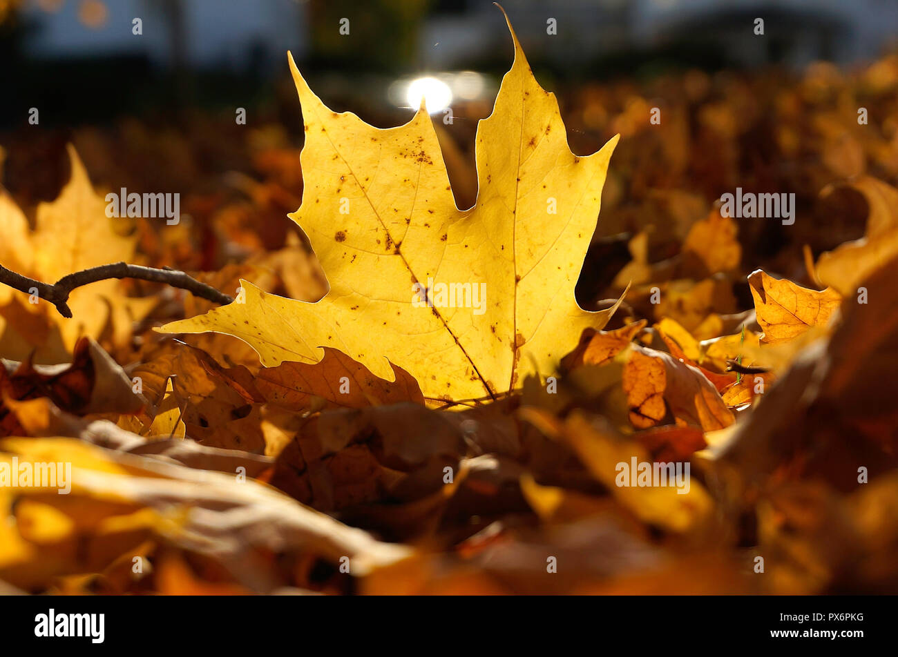 Closeup leaves with copyspace hi-res stock photography and images - Alamy