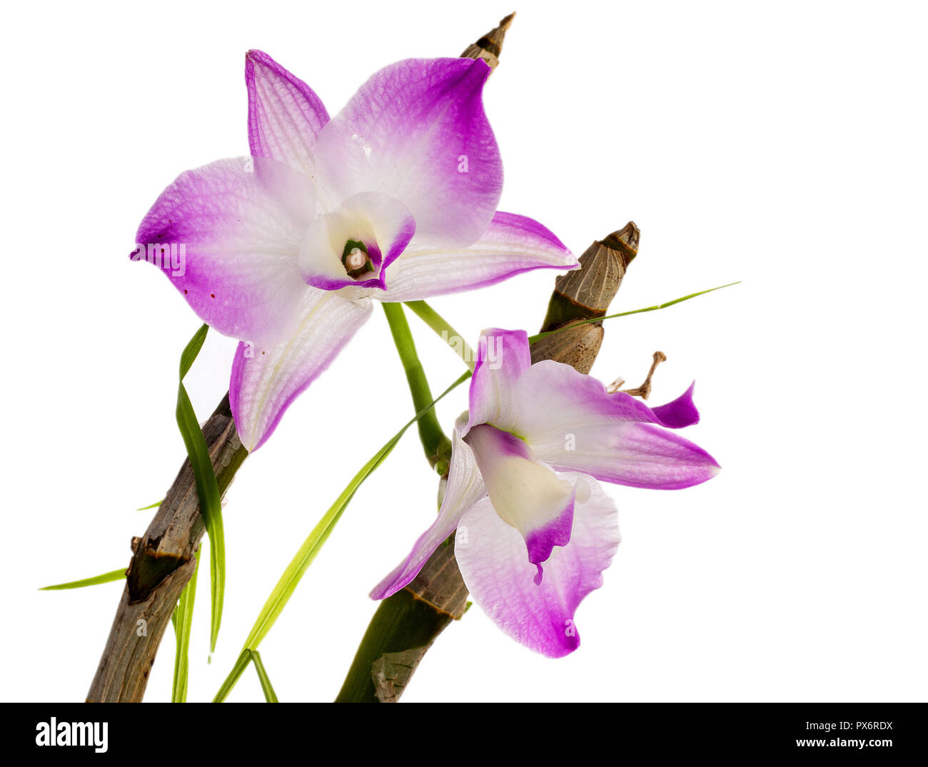 Purple and white orchid flower isolated on white background Stock Photo ...