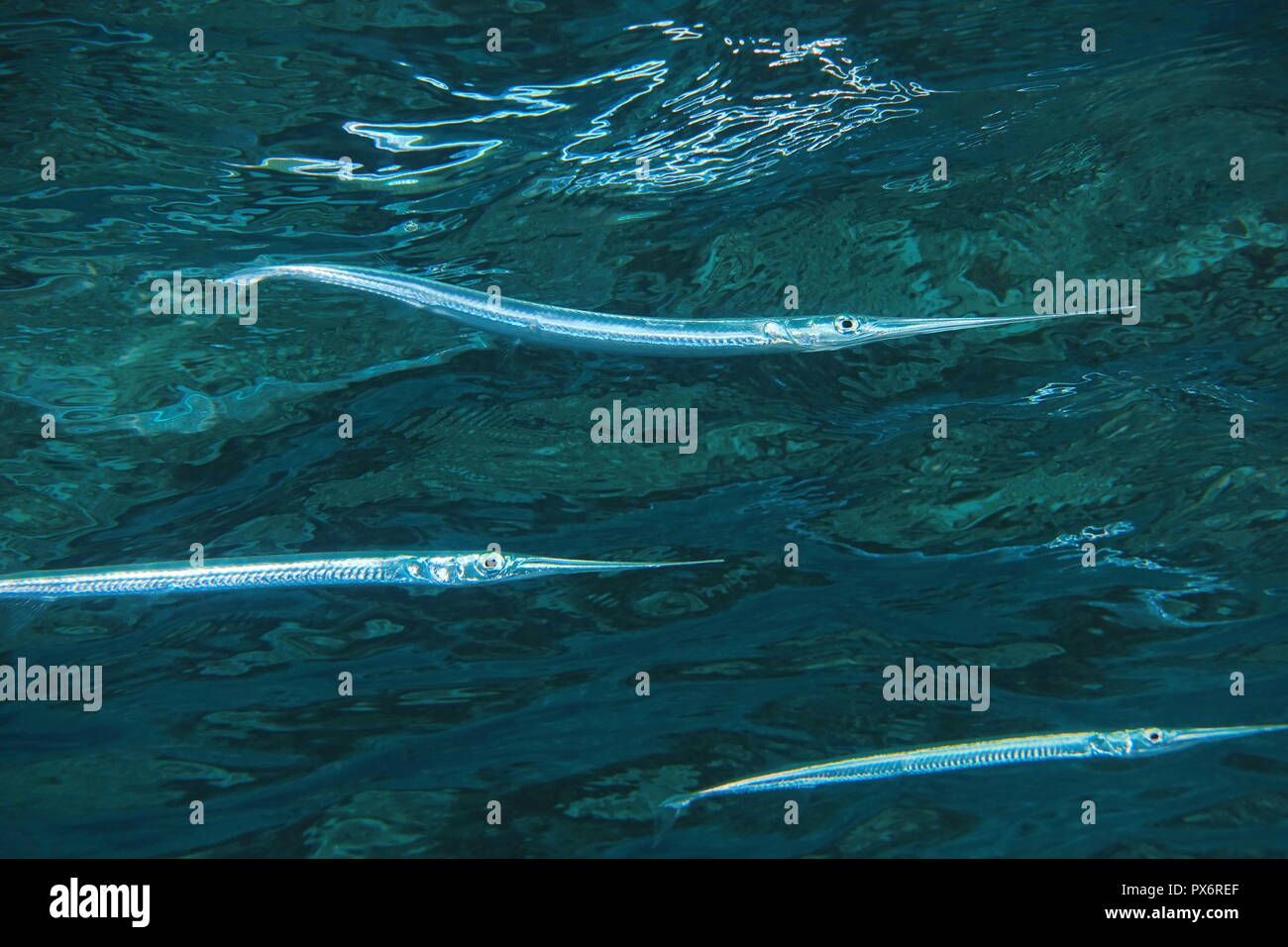 Needlefish hi-res stock photography and images - Alamy