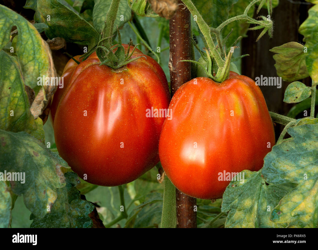 Red tomatoes growing in the garden Stock Photo - Alamy