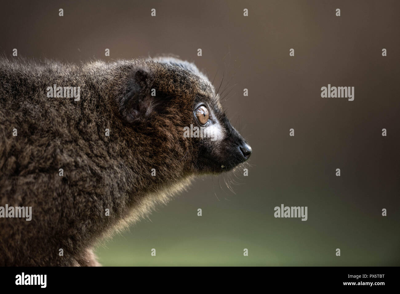 Closeup of a brown Lemur wide eyes staring ahead Stock Photo - Alamy