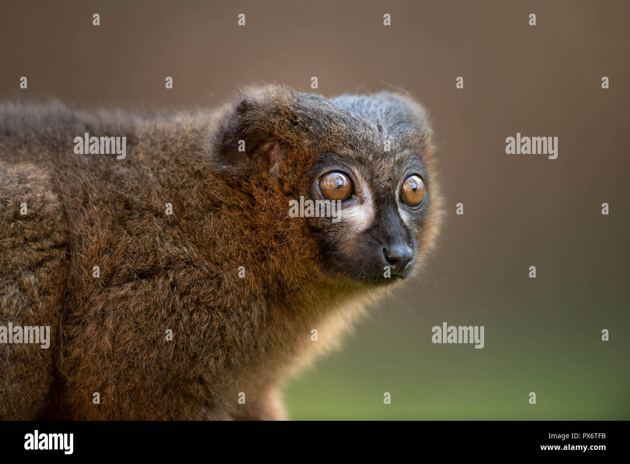 Staring lemur hi-res stock photography and images - Alamy