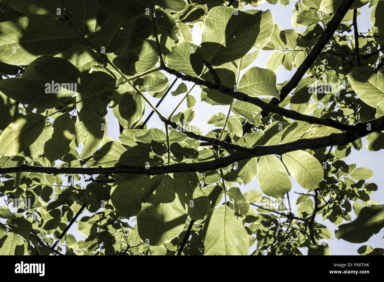 Walnut tree (juglans regia Stock Photo - Alamy