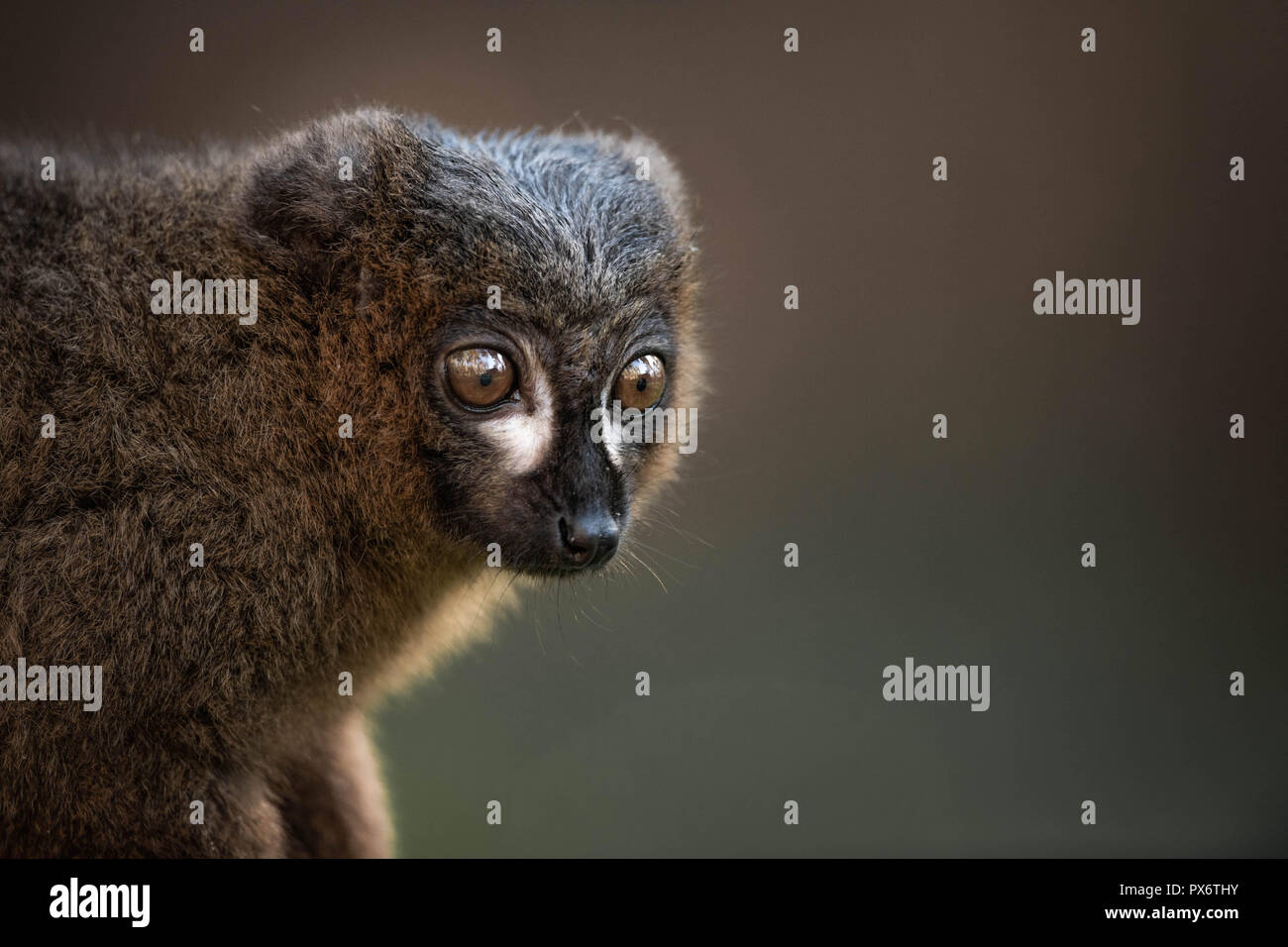 Closeup of a brown Lemur wide eyes staring ahead Stock Photo - Alamy