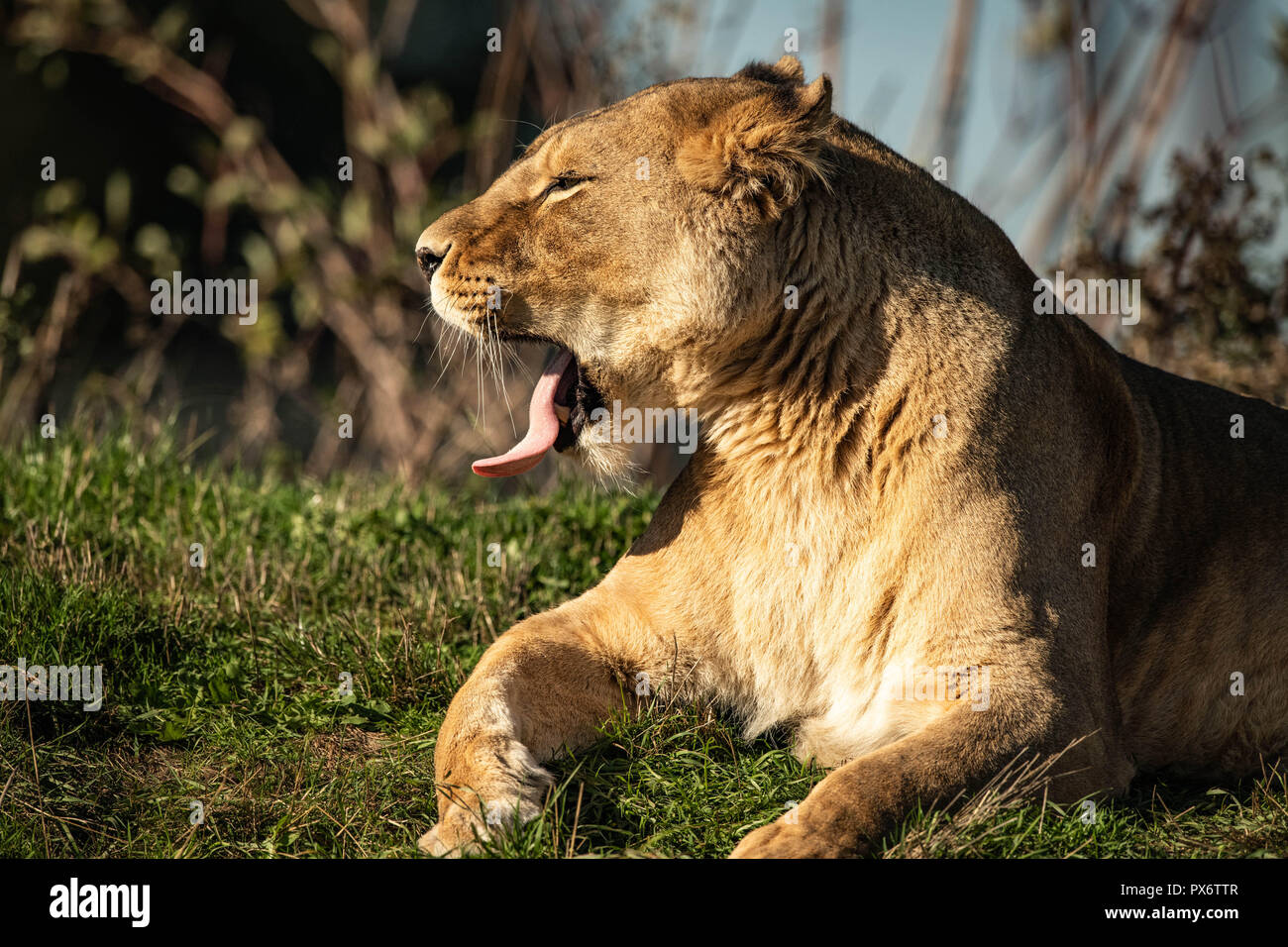 Lioness yawning showing large tongue and teeth Stock Photo - Alamy