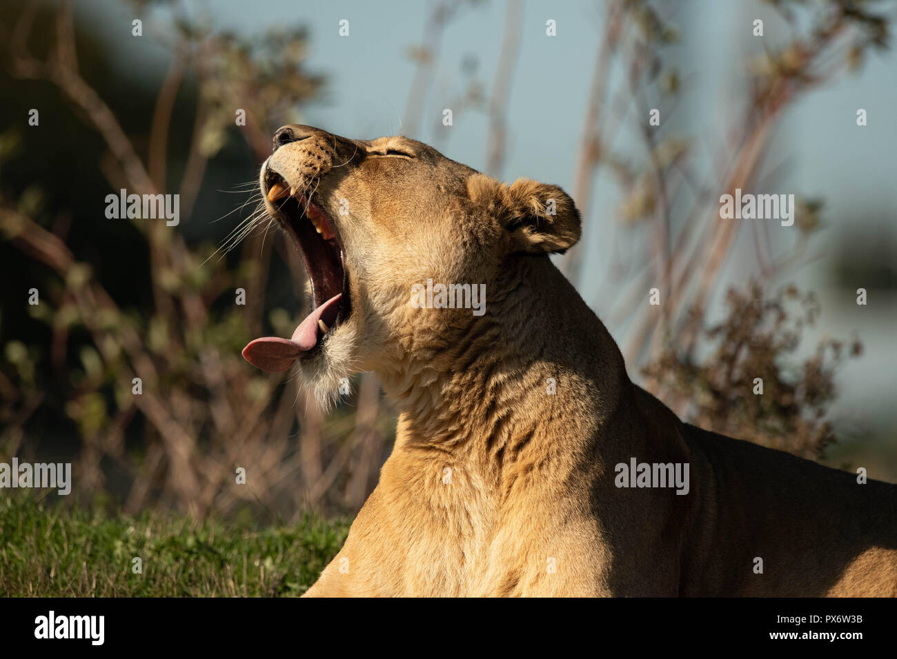 Lioness yawning showing large tongue and teeth Stock Photo - Alamy