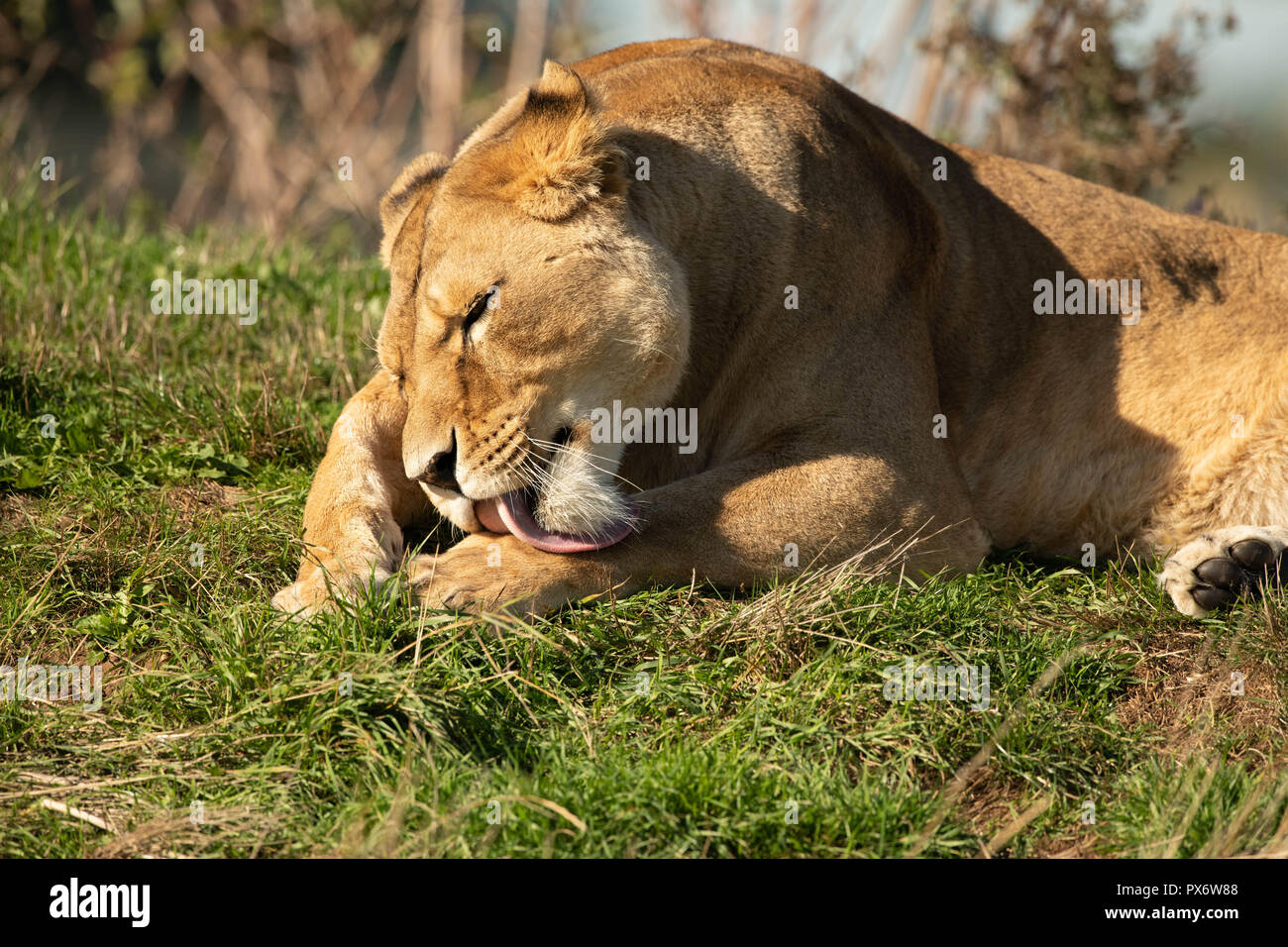 Lion paw closeup hi-res stock photography and images - Alamy
