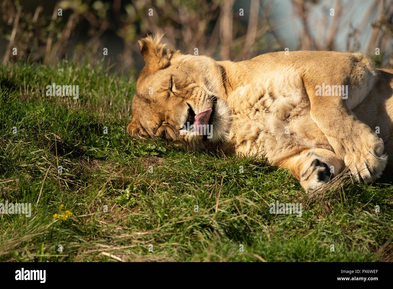 Napping Natural High Resolution Stock Photography and Images - Alamy