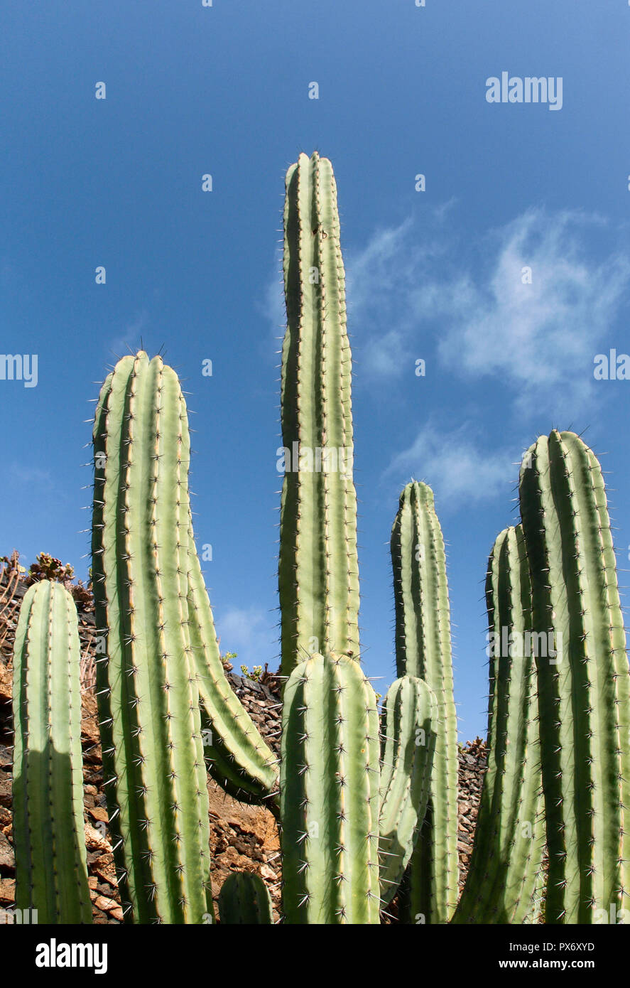 Lanzarote, Spain - June 1, 2017: The Cactus garden designed by César ...