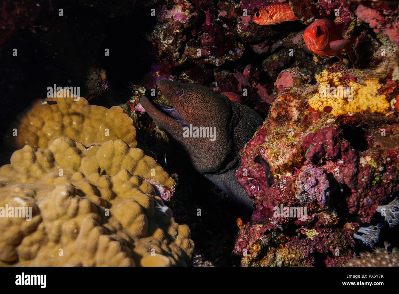 Moray Eel at the Red Sea Egypt Stock Photo - Alamy