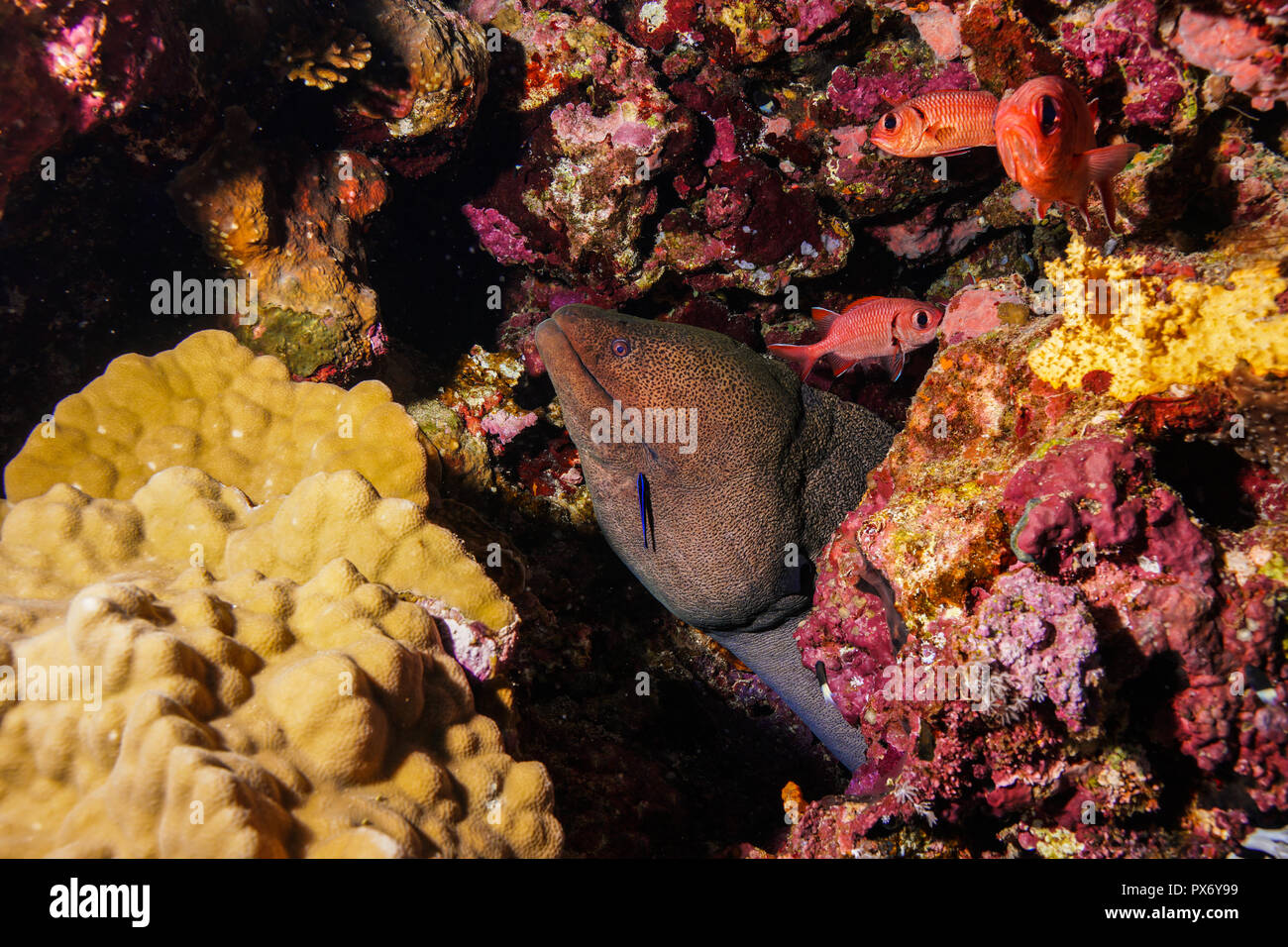 Moray Eel at the Red Sea Egypt Stock Photo - Alamy
