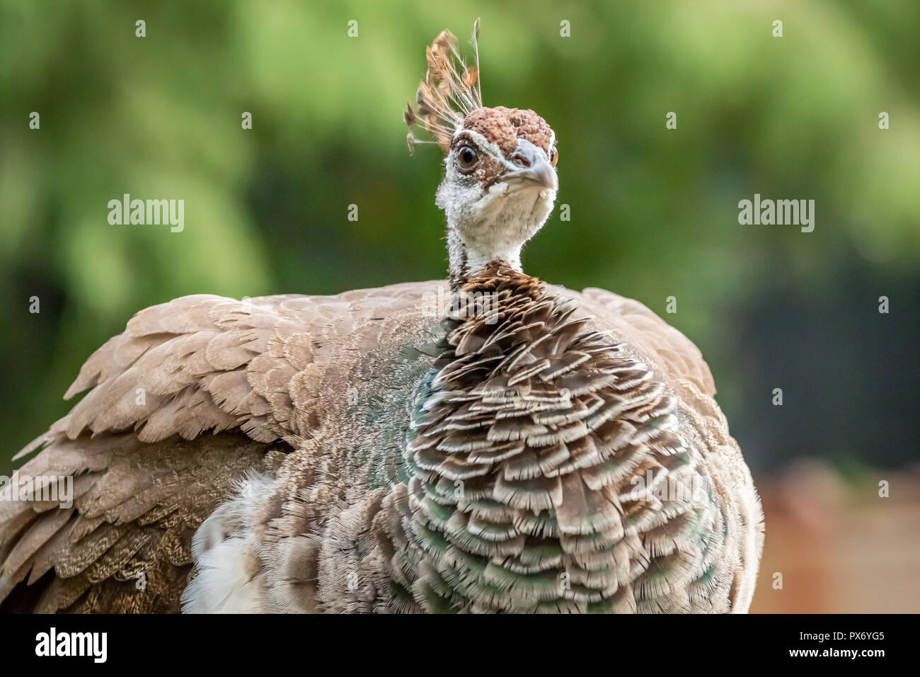 Peahen. GReen Peafowl female (Pavo muticus) in a zoo Stock Photo - Alamy