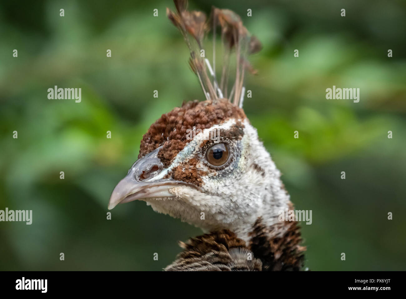Peahen. GReen Peafowl female (Pavo muticus) in a zoo Stock Photo - Alamy