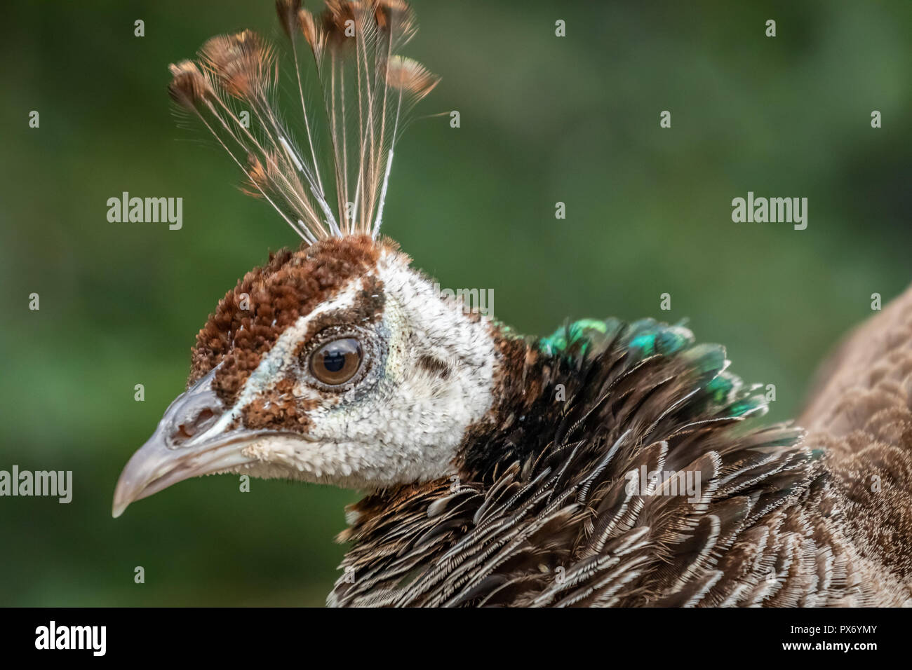 Pavo muticus muticus hi-res stock photography and images - Alamy
