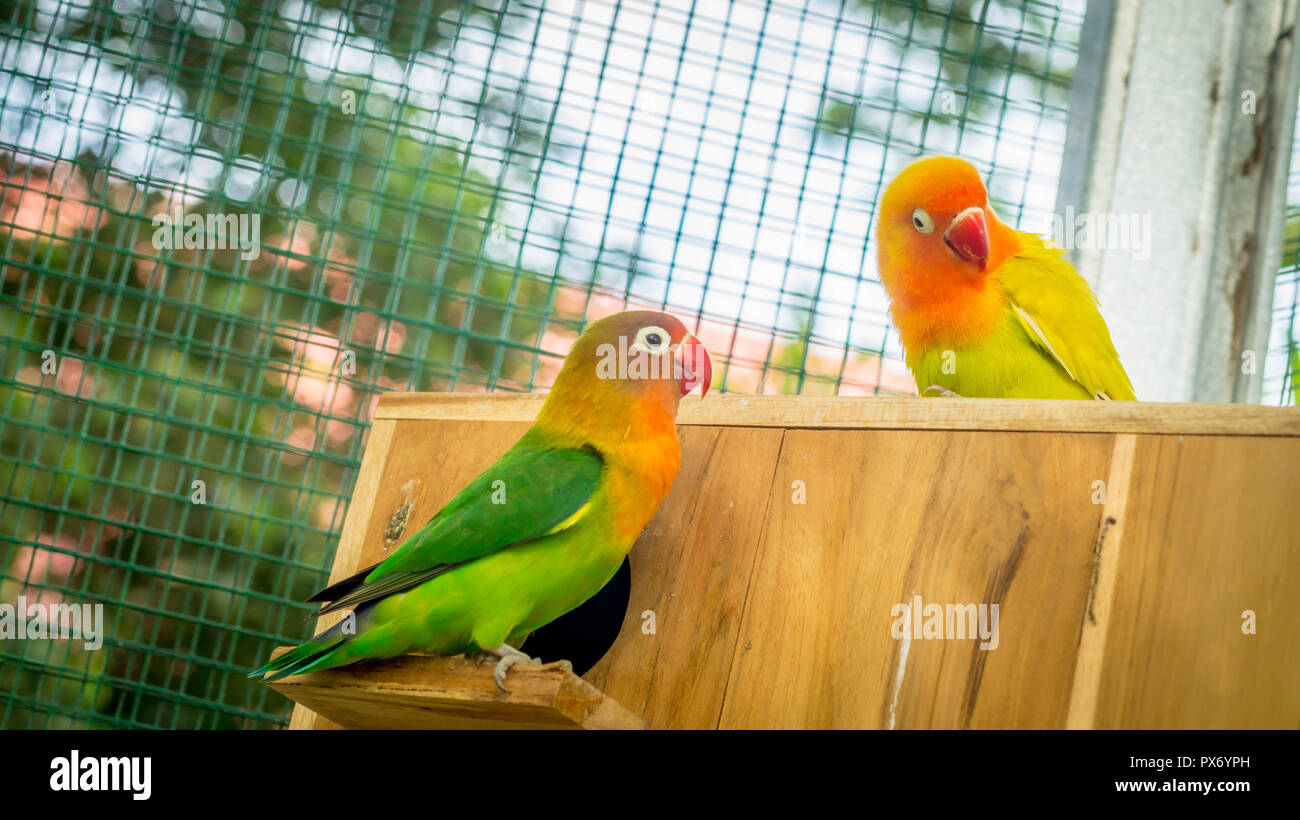 pair of lovebird on the breeding box Stock Photo - Alamy