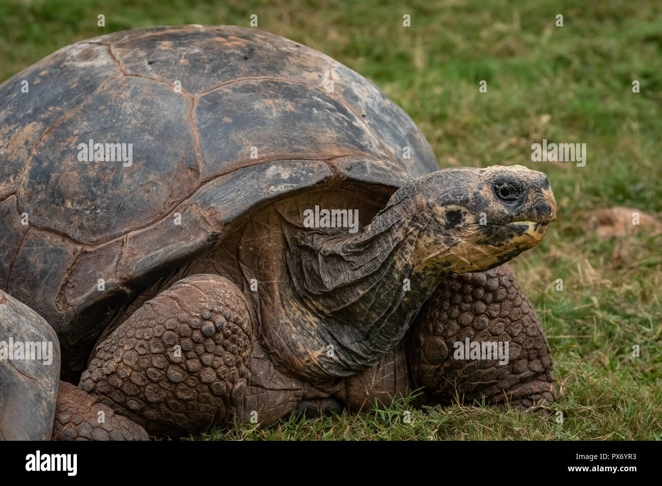 Galapagos turtle (Chelonoidis nigra Stock Photo - Alamy
