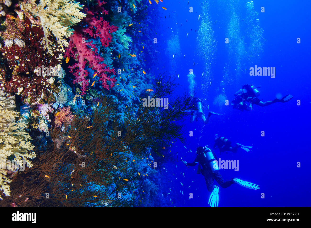 Coral Reef at the Red Sea Egypt Stock Photo - Alamy
