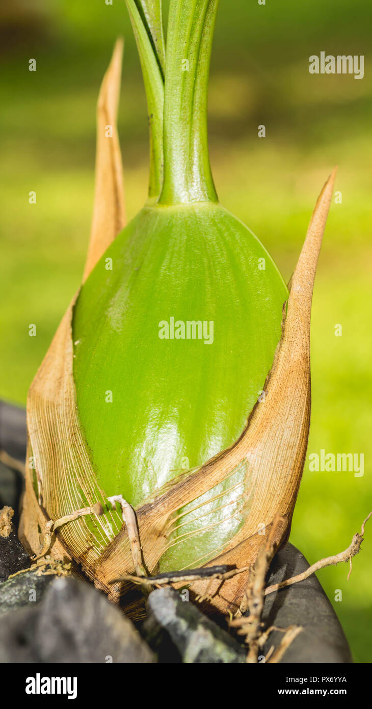 Pandurata hi-res stock photography and images - Alamy