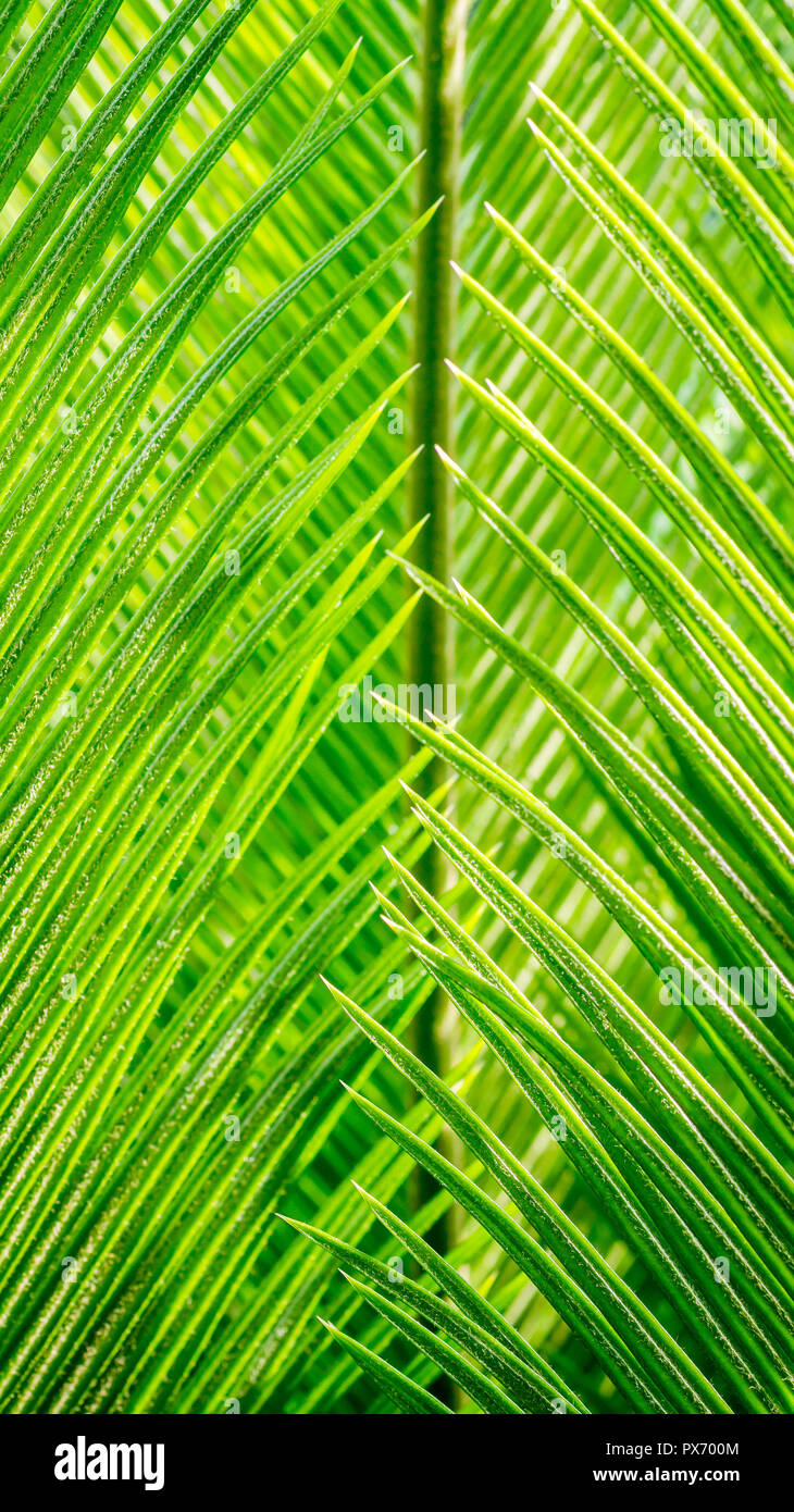 closeup of cycas plant leaves. natural texture background Stock Photo ...