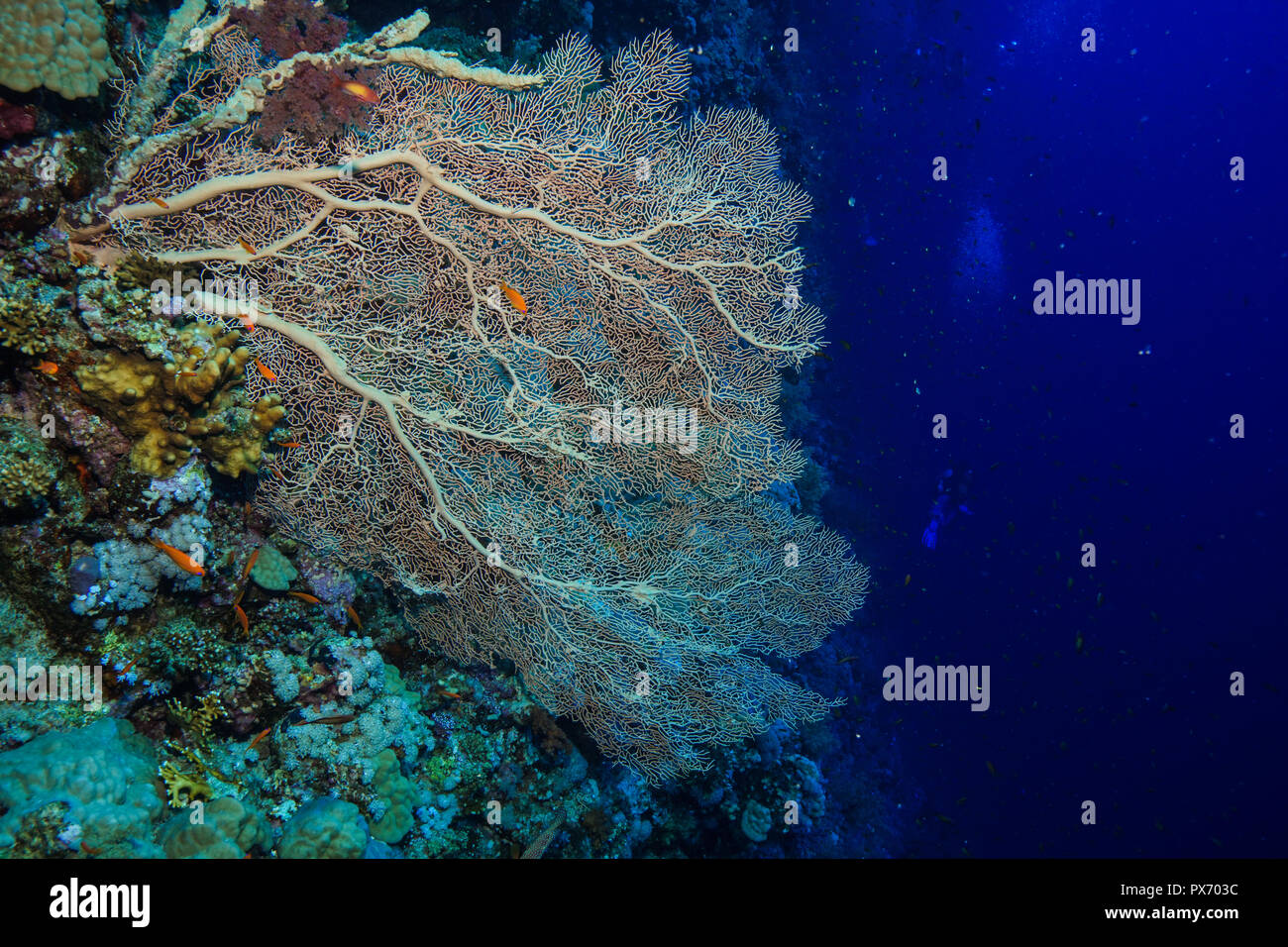 Coral Reef at the Red Sea Stock Photo - Alamy