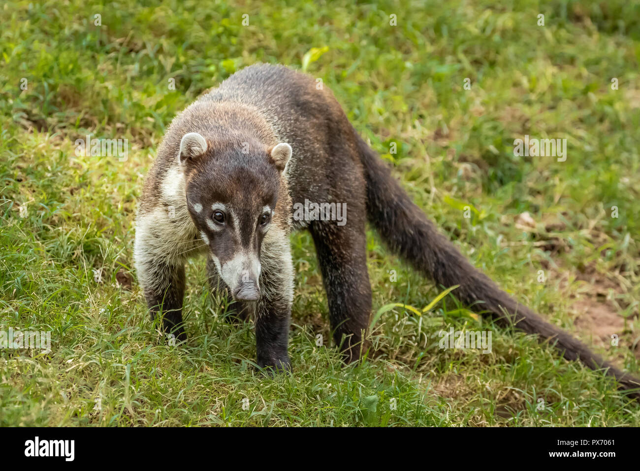 Coatimundi (Nasua nasua Stock Photo - Alamy
