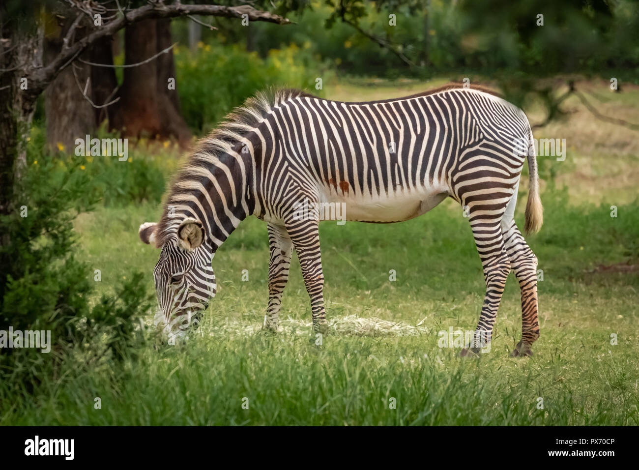 Zebras In Zoo Enclosure High Resolution Stock Photography and Images ...