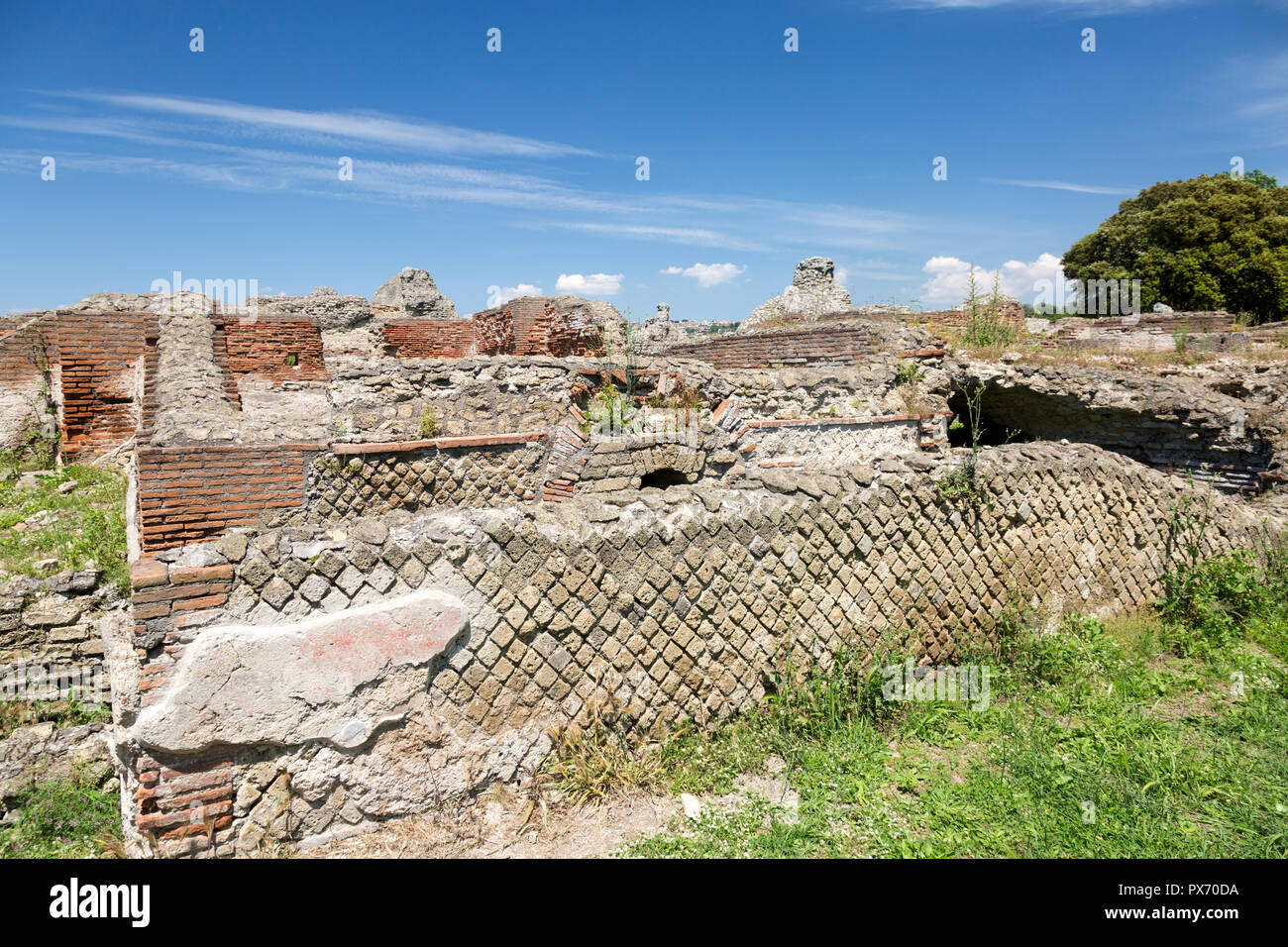 Opus reticulata hi-res stock photography and images - Alamy