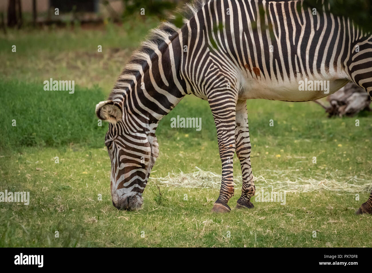 Zebras in zoo enclosure hi-res stock photography and images - Alamy