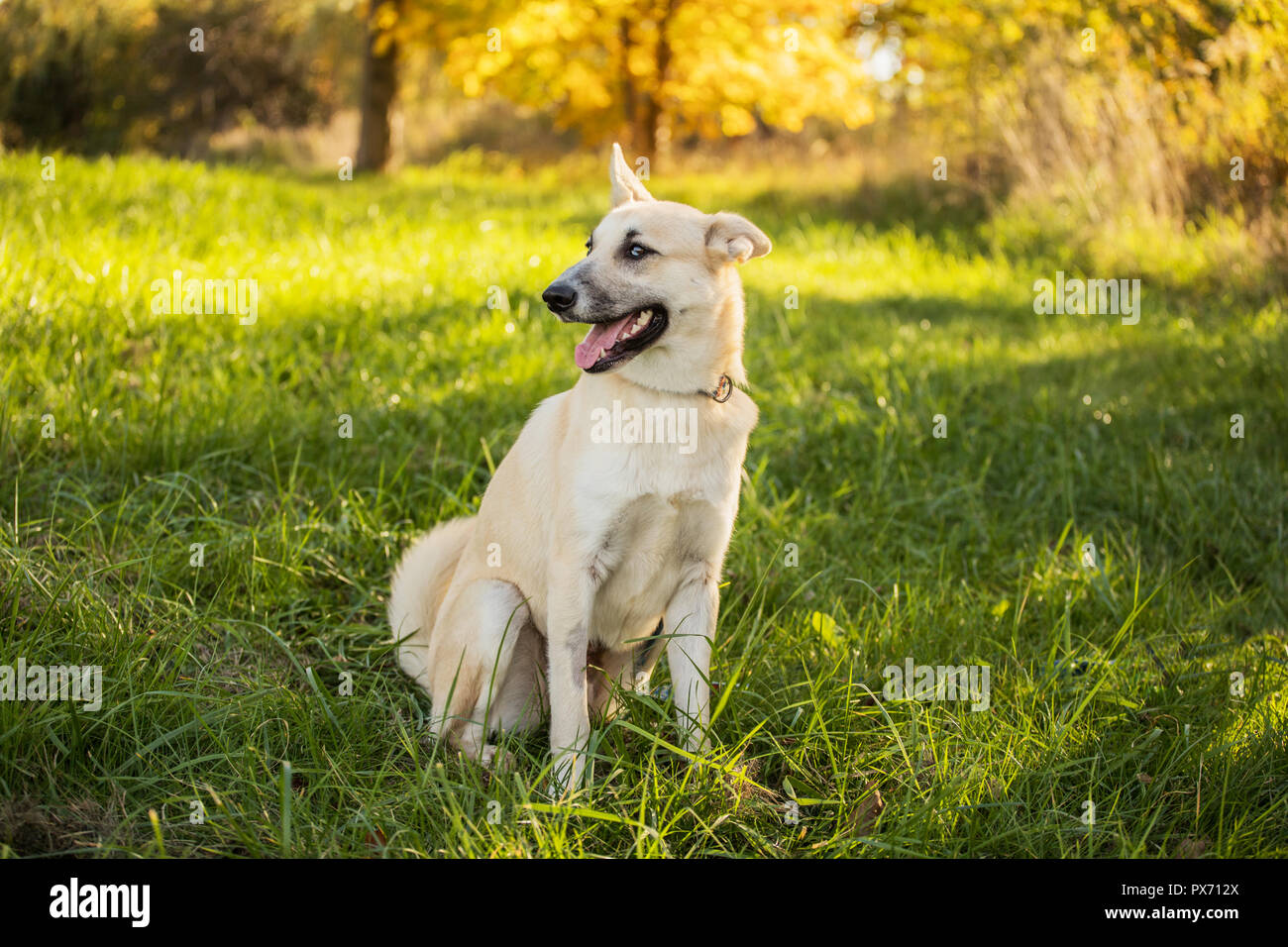 happy young dog playing outside Stock Photo - Alamy