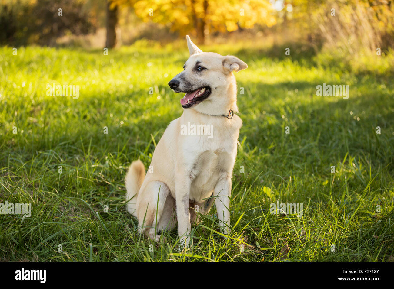 happy young dog playing outside Stock Photo - Alamy