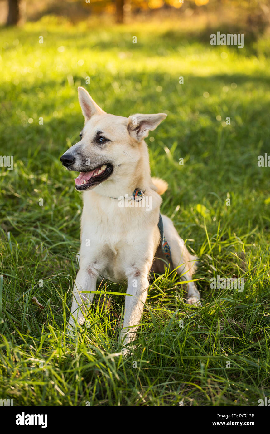 happy young dog playing outside Stock Photo - Alamy